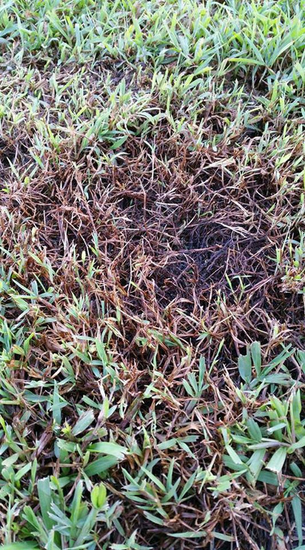 lawn brown 2 — Postimages