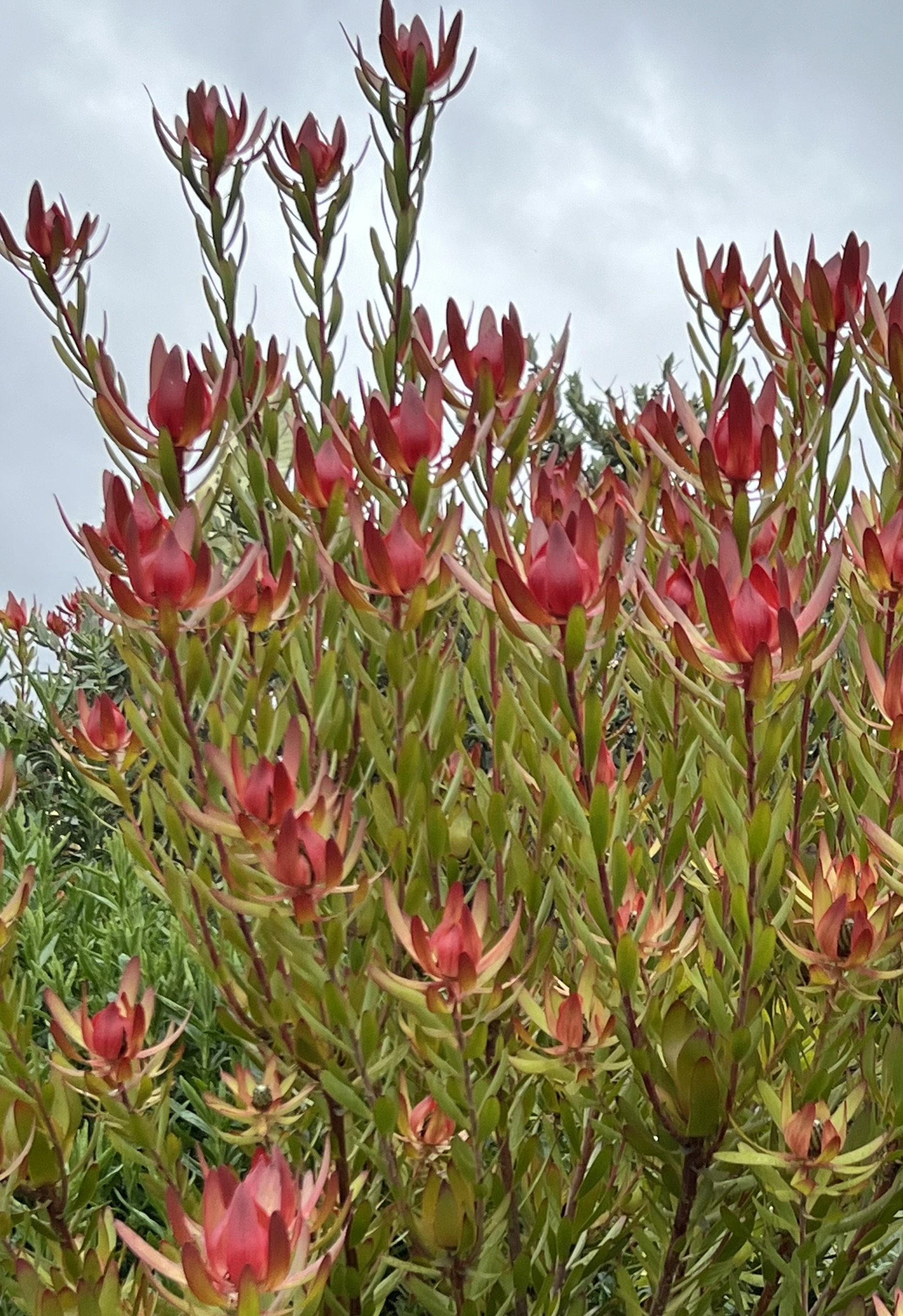 IMG 1835 — Postimages