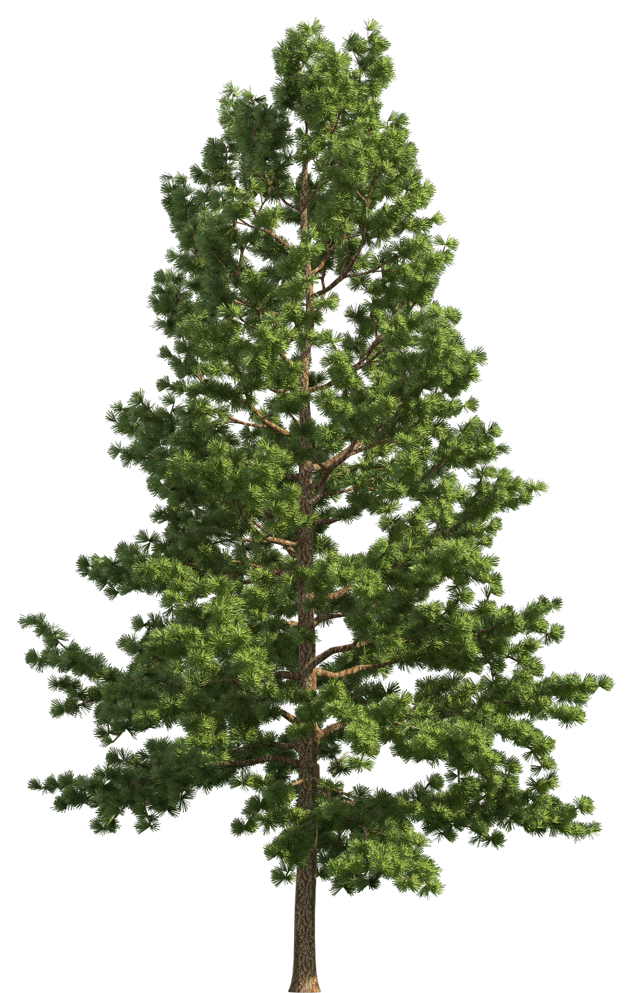 pine tree — Postimages