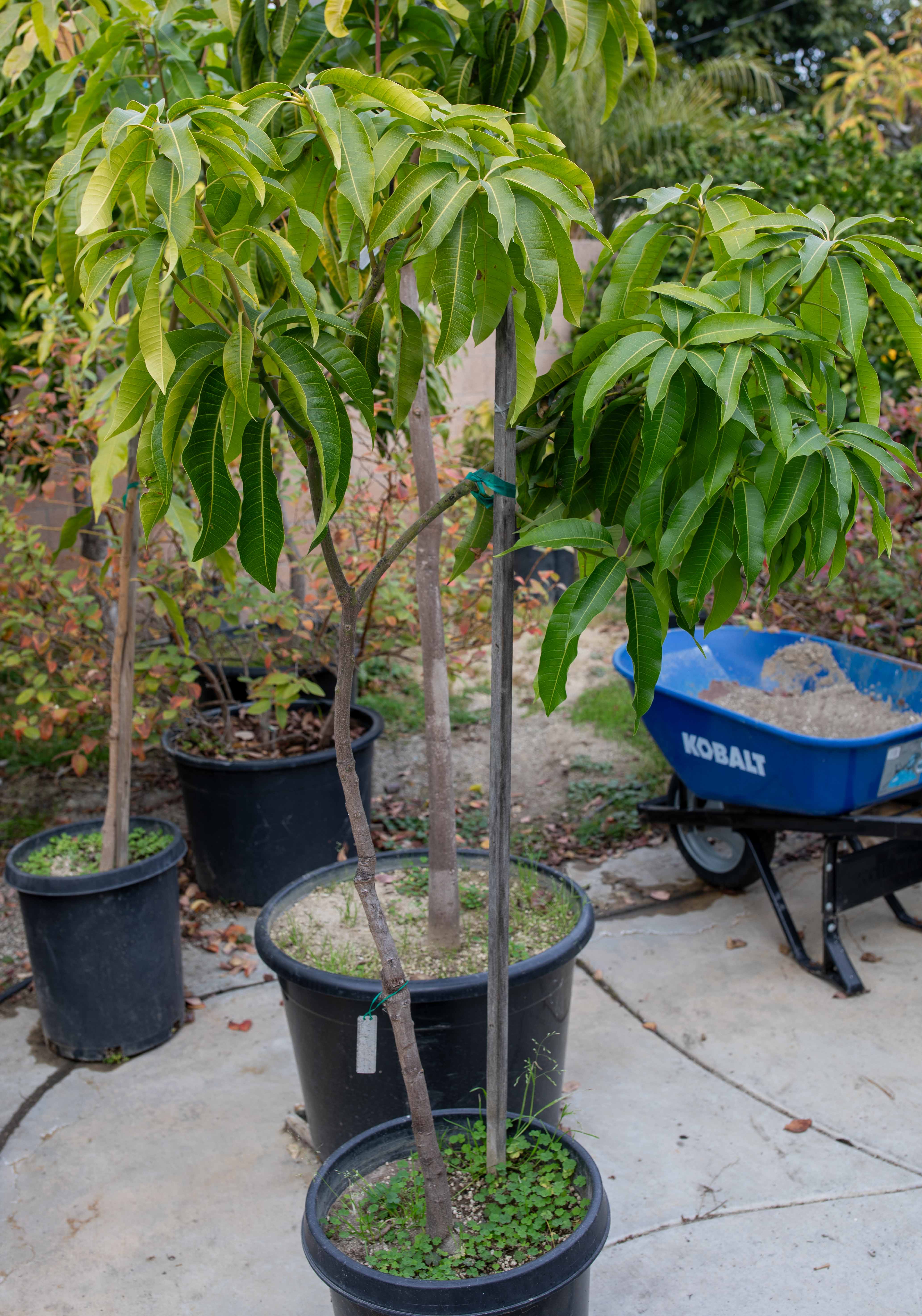 8 U1 A7900 Zill P 22 Mango Tree in 15 Pot (12 17 2023) — Postimages