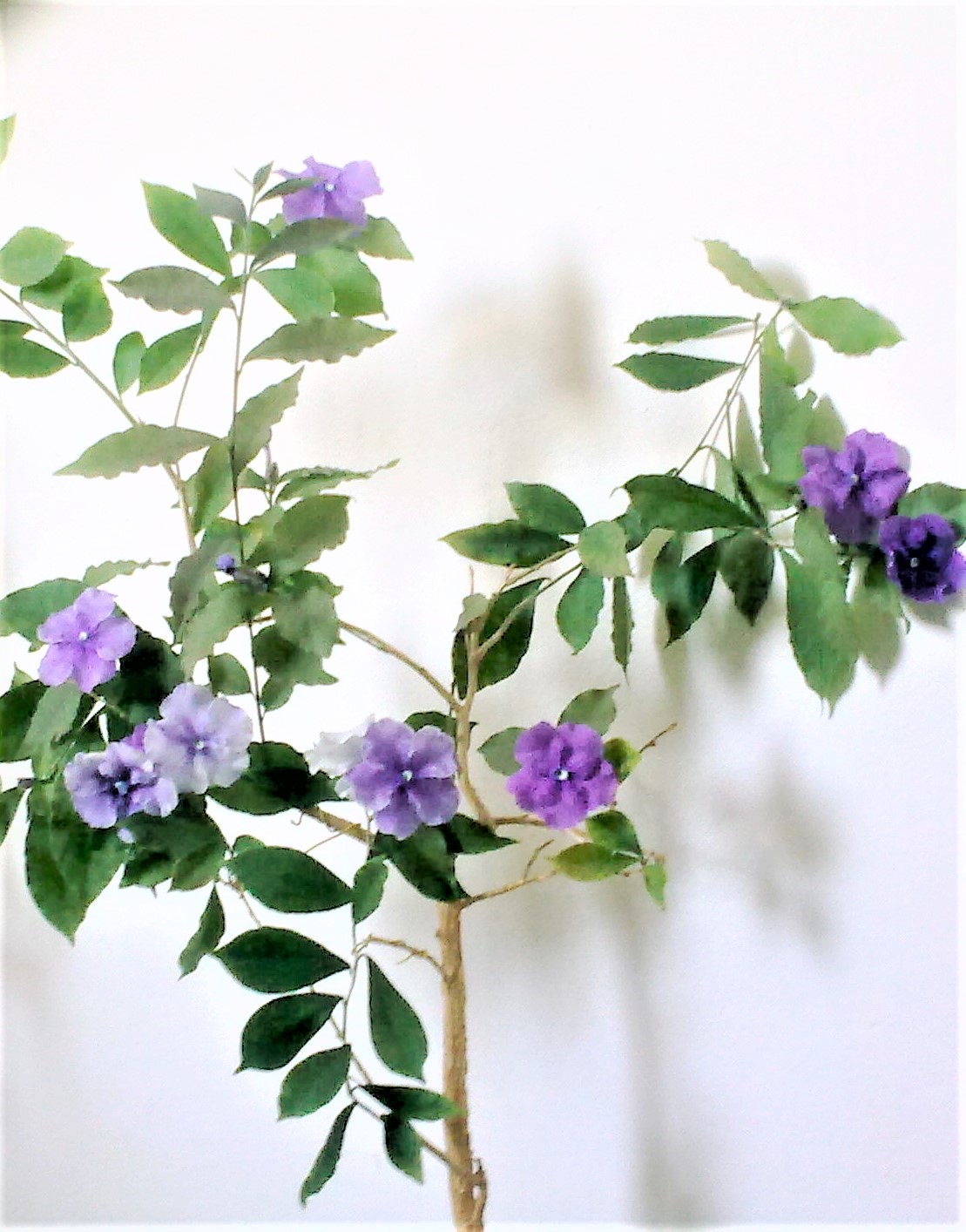 bru14 — Postimages