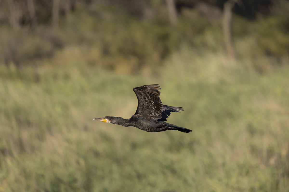 DAN 3156 — Postimages