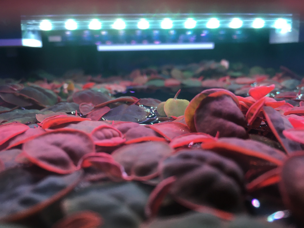 are my red root floaters dead? i just got them like a week and a half ...