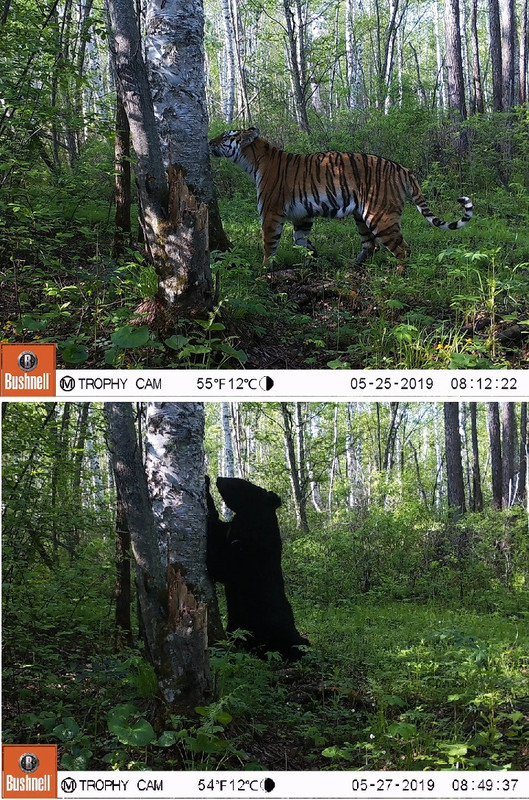 AMUR TIGER AND ASIATIC BLACK BEAR — Postimages