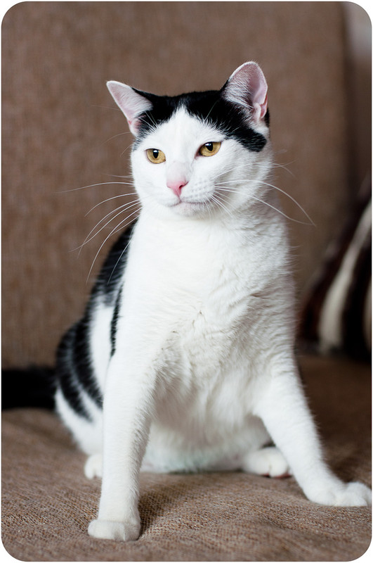 darsy 40 — Postimages