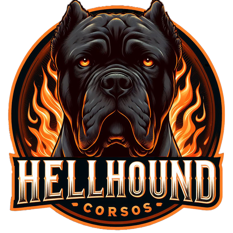 Puppies - Hellhound Corsos