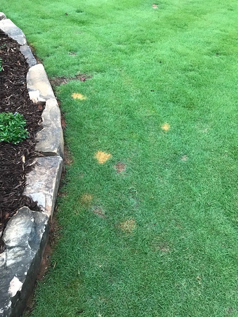 Random Yellow Spots In Zoysia Lawn Care Forum