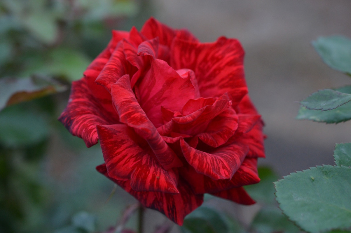 proxy (11) — Postimages