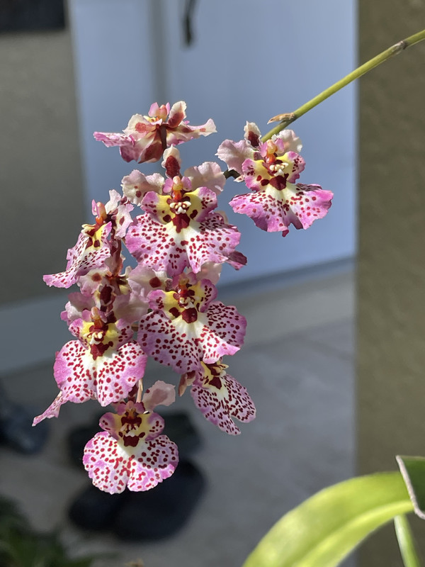 IMG 2440 — Postimages