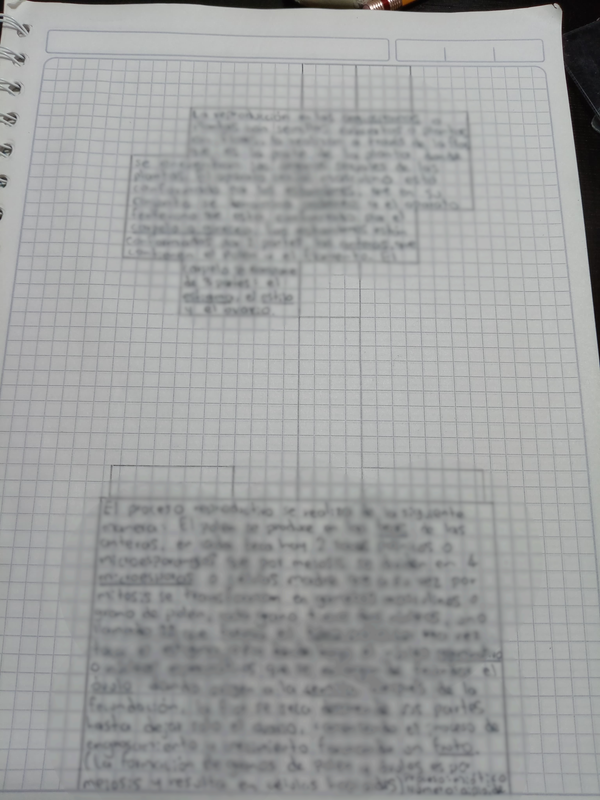 Minecraft Poppy Graphic Organizer