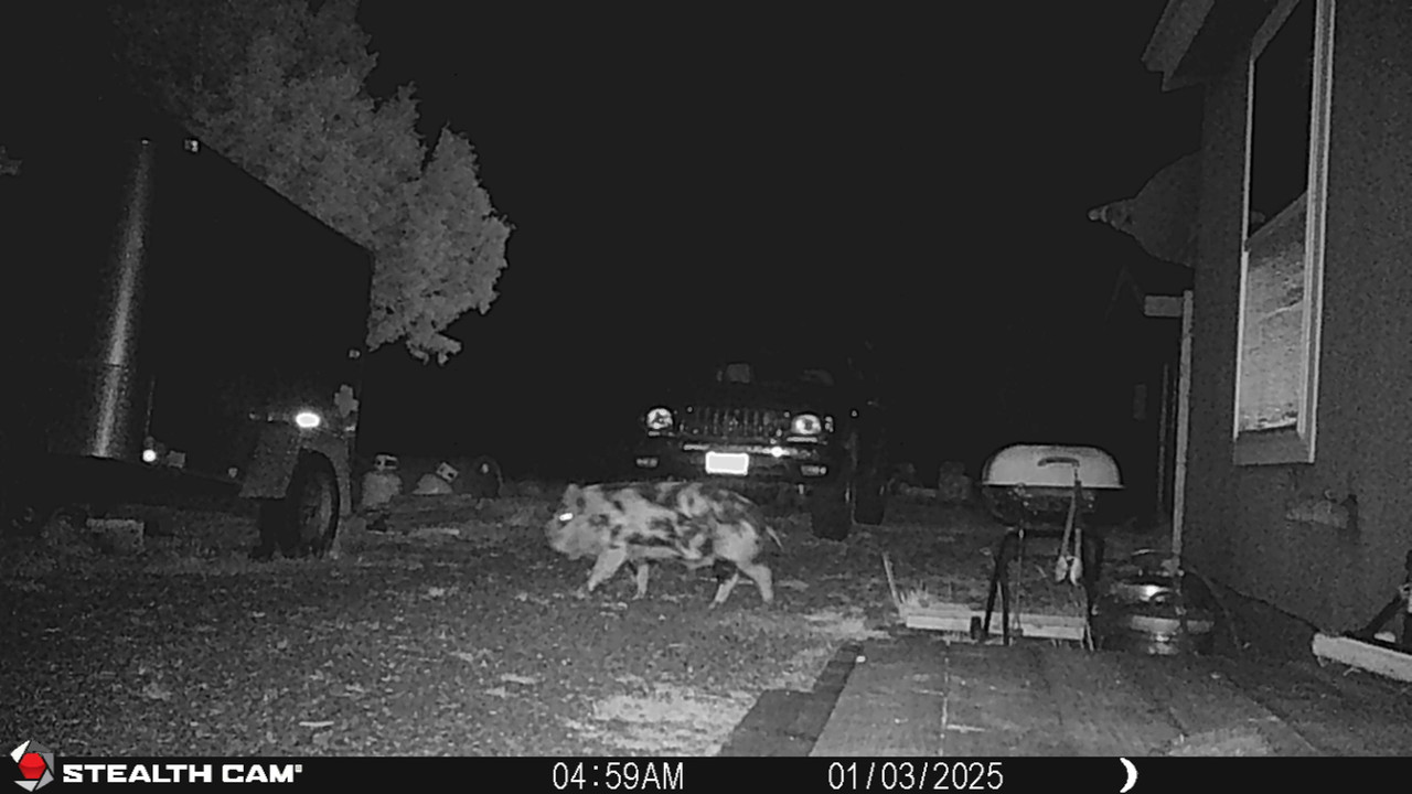 The other dog came back late last night - 24hourcampfire