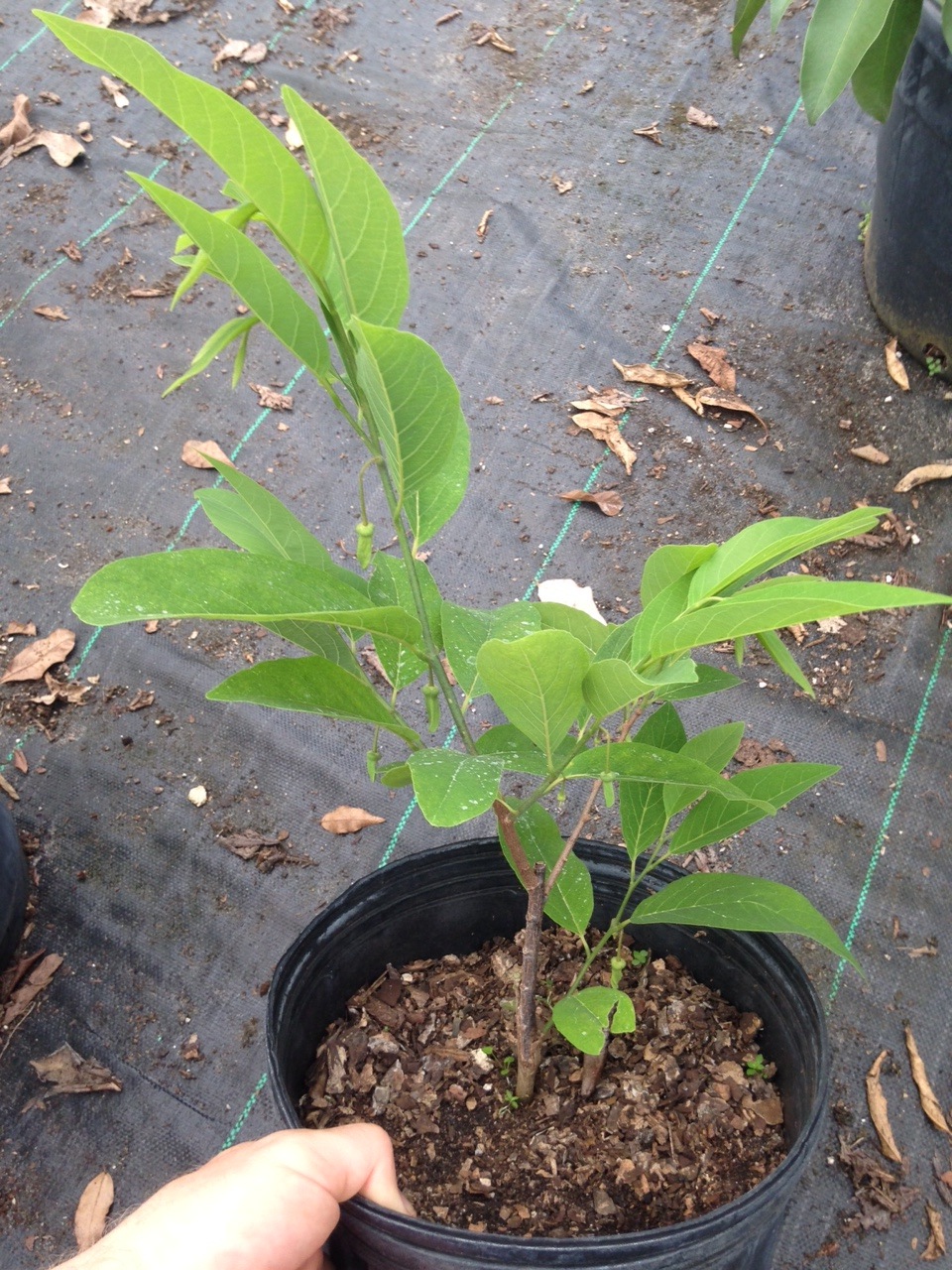 IMG 1989 — Postimages