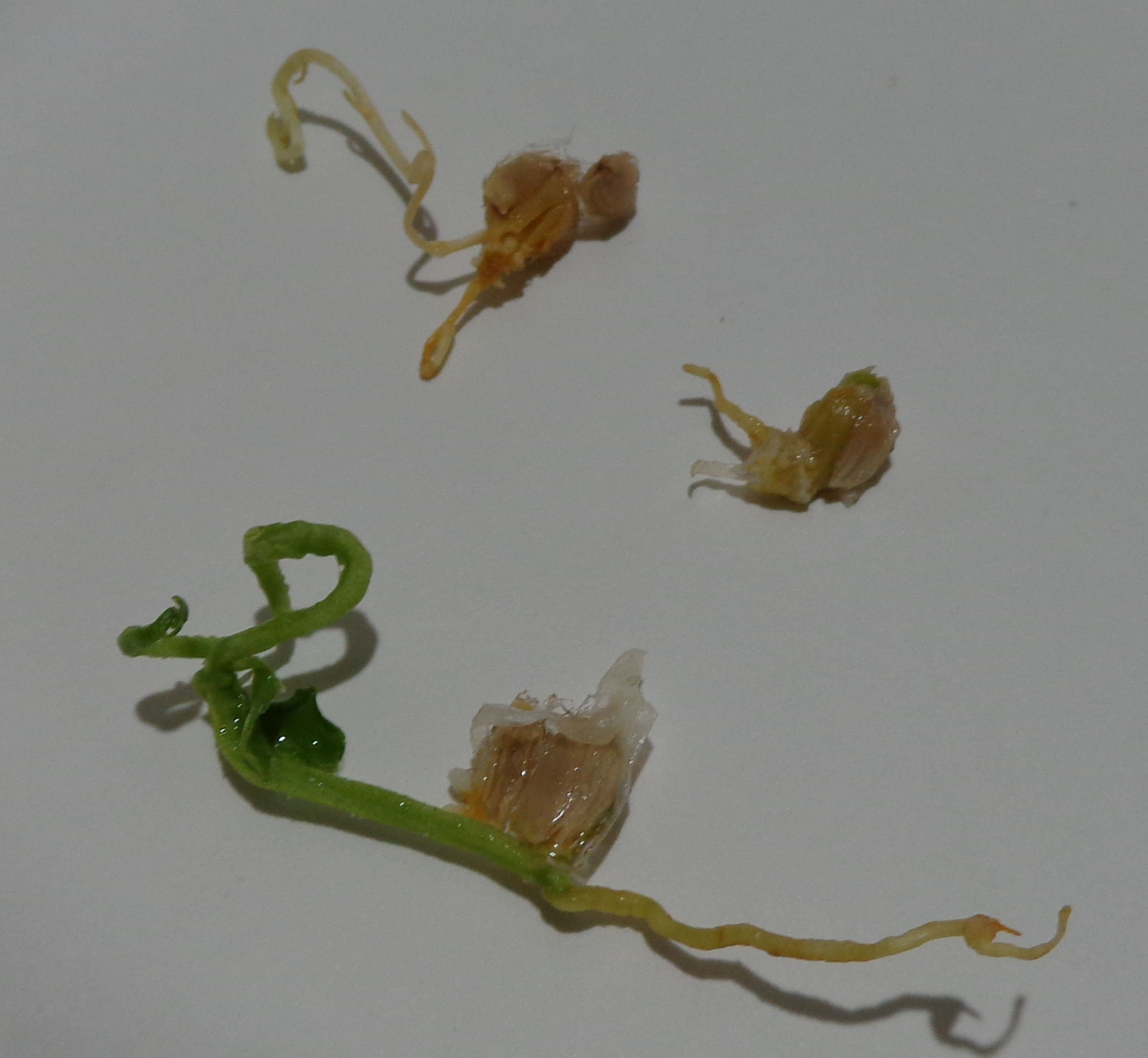 Snow Lemon kt12(seeds) — Postimages