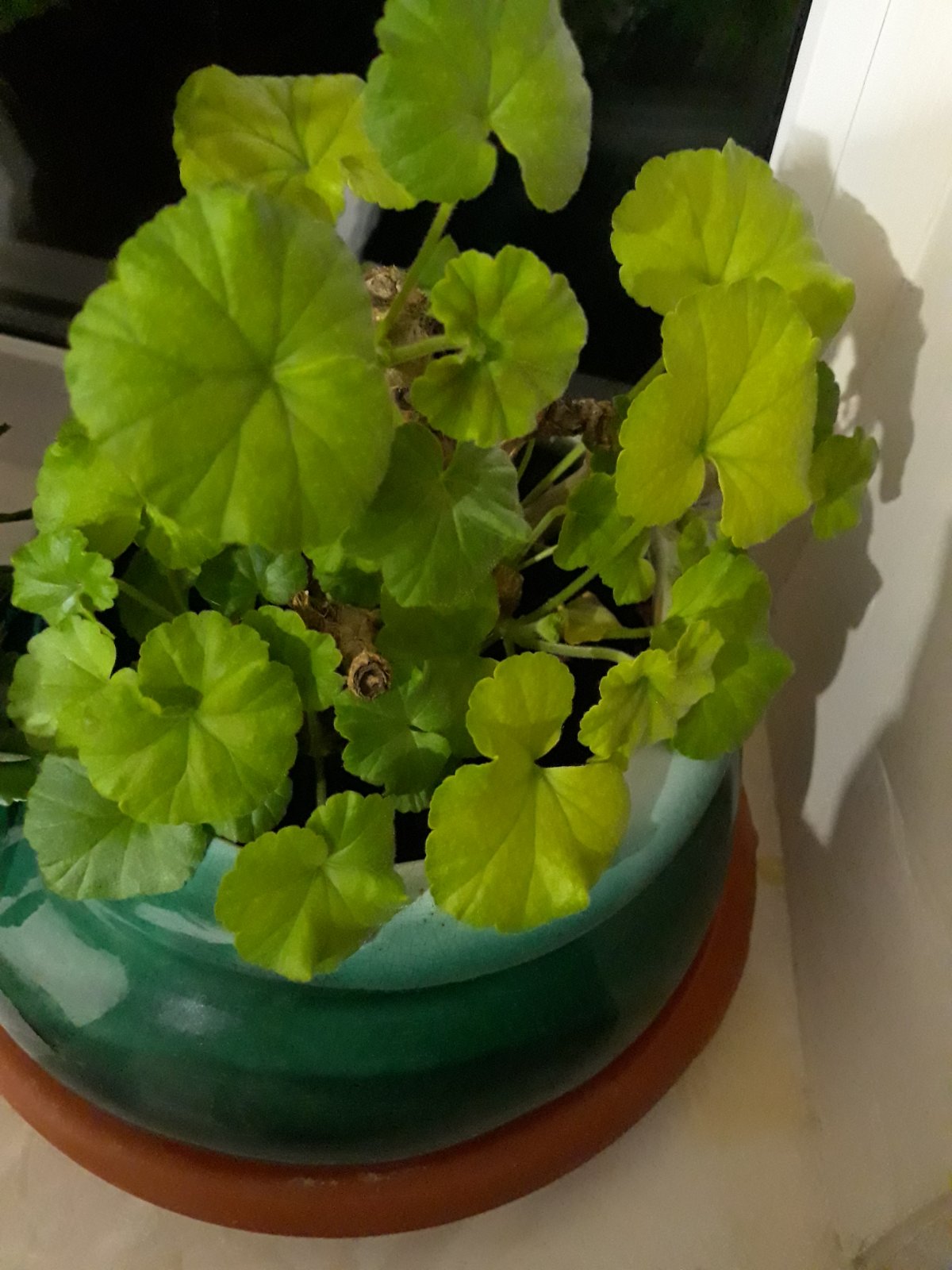 IMG e80dea391d91c5790ca816b6faee5728 V — Postimages