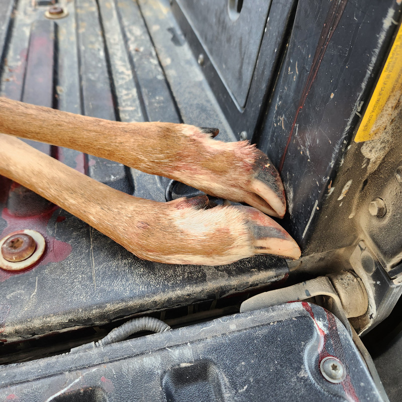 Weird deer hooves - 24hourcampfire