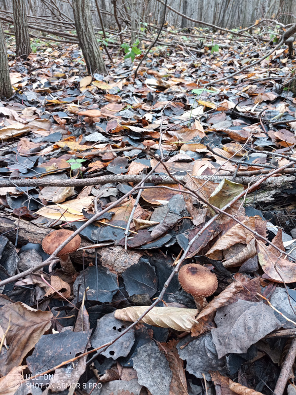 IMG 20221023 095301 263 — Postimages