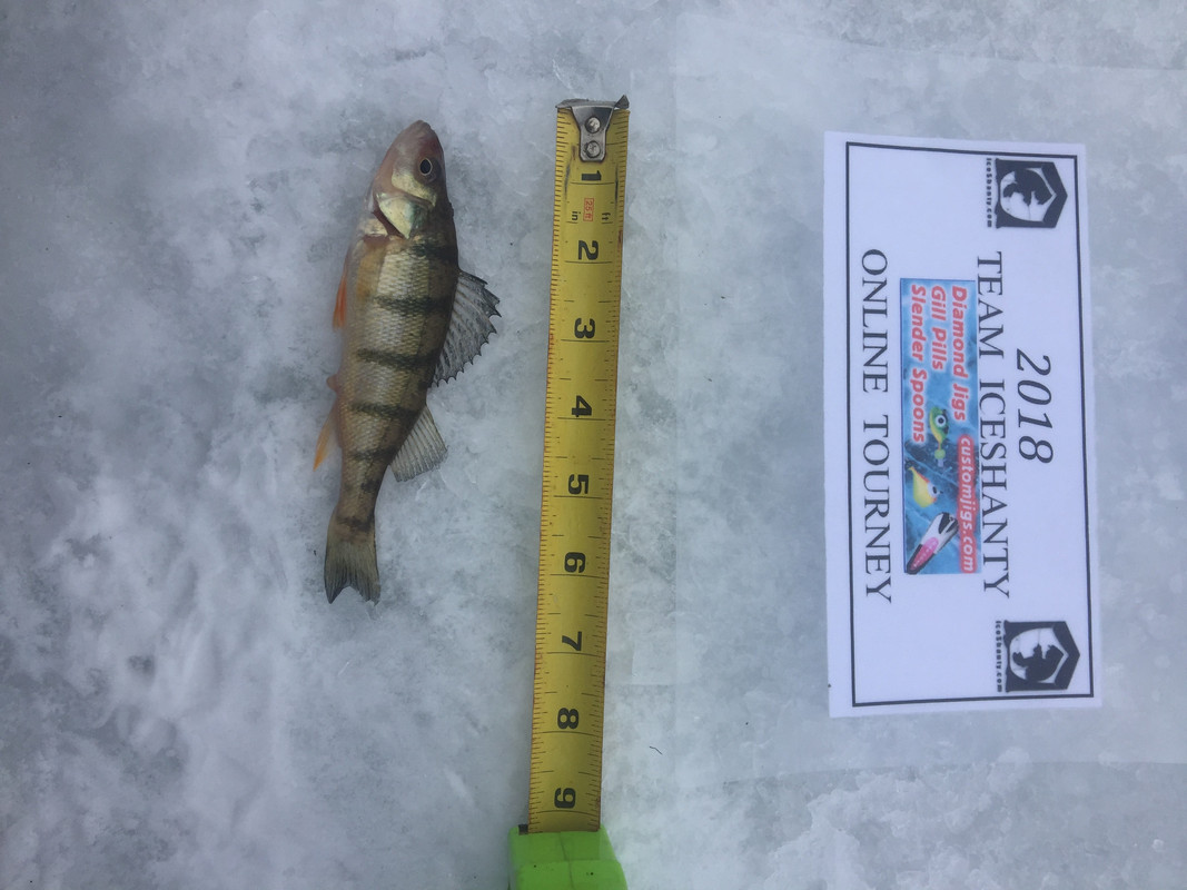 Perch 2018 A — Postimages