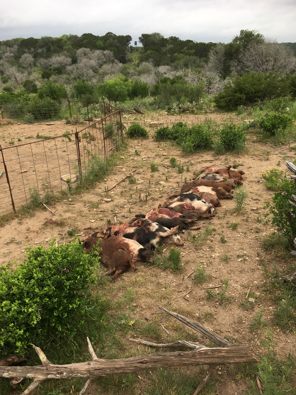 F3121 C91 8 BBB 4 B85 B7 C2 F1 B5799 AEB82 — Postimages