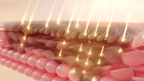 STEPHANE VIGEANT ANIMATION - Home