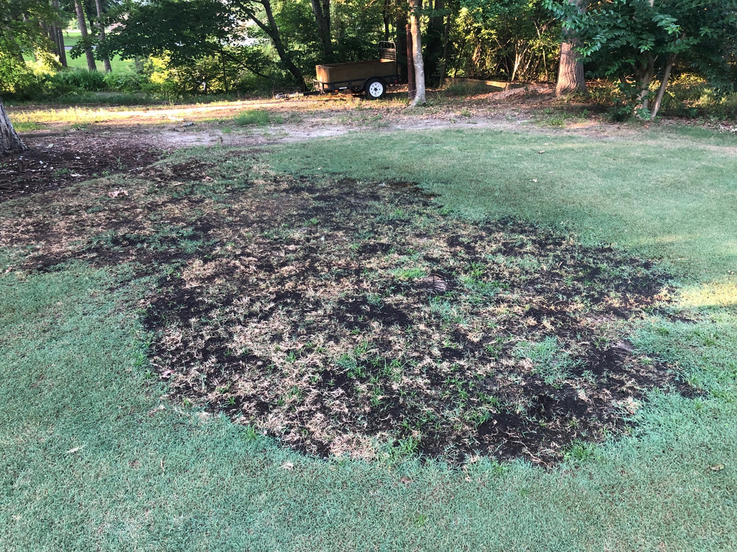 Another small stolonizing project | Lawn Care Forum
