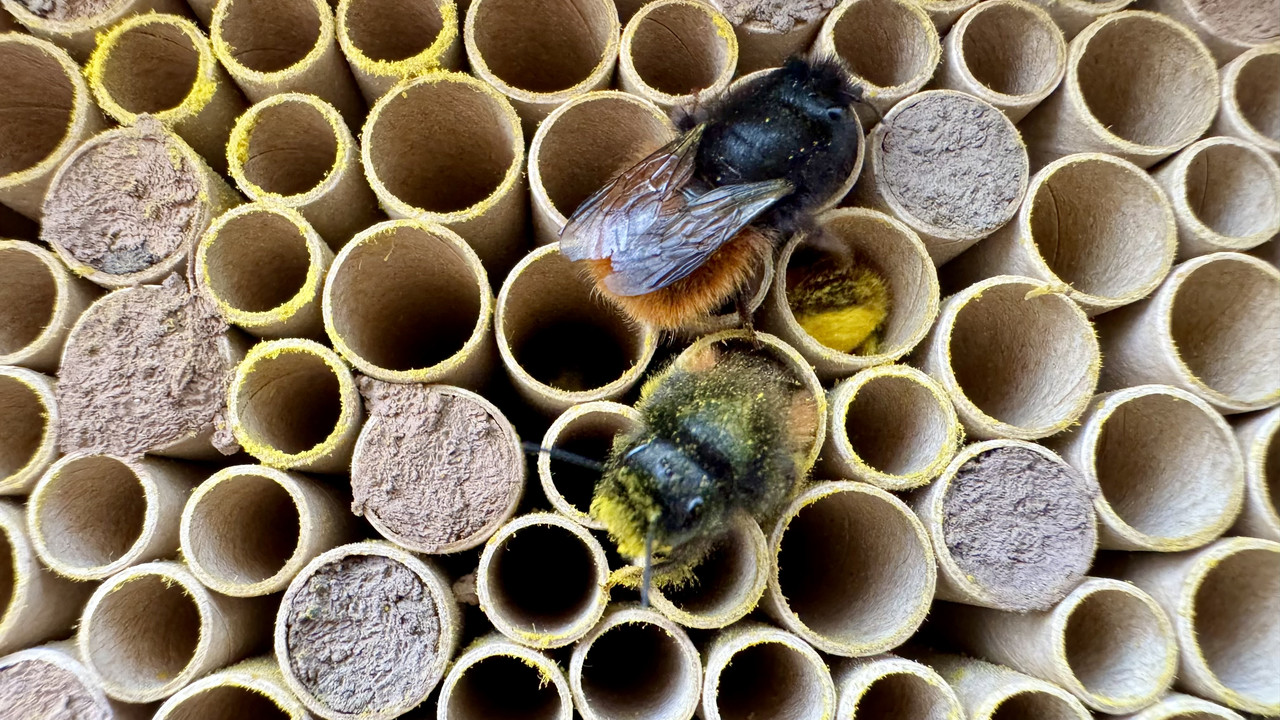 IMG 3399 — Postimages