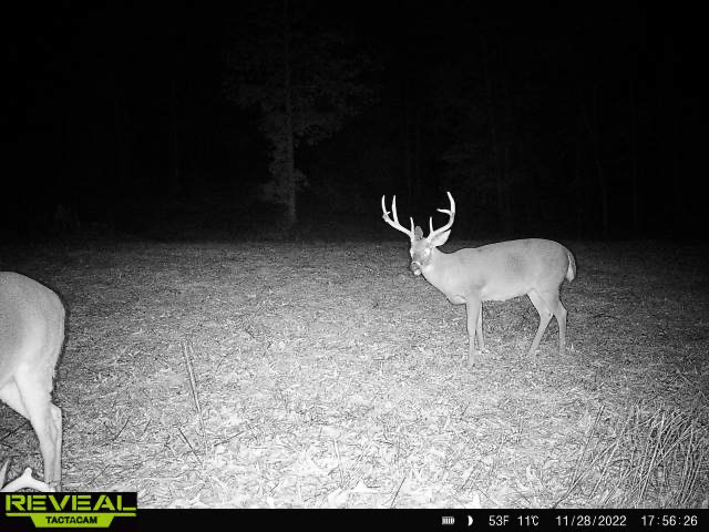 Scoring Deer - ALDEER.COM