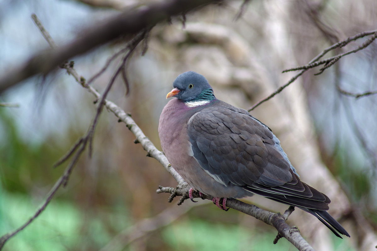 V0009047 1600 — Postimages