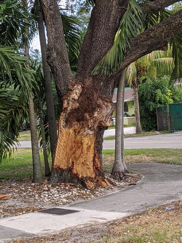 Palm hit by a vehicle? - DISCUSSING PALM TREES WORLDWIDE - PalmTalk