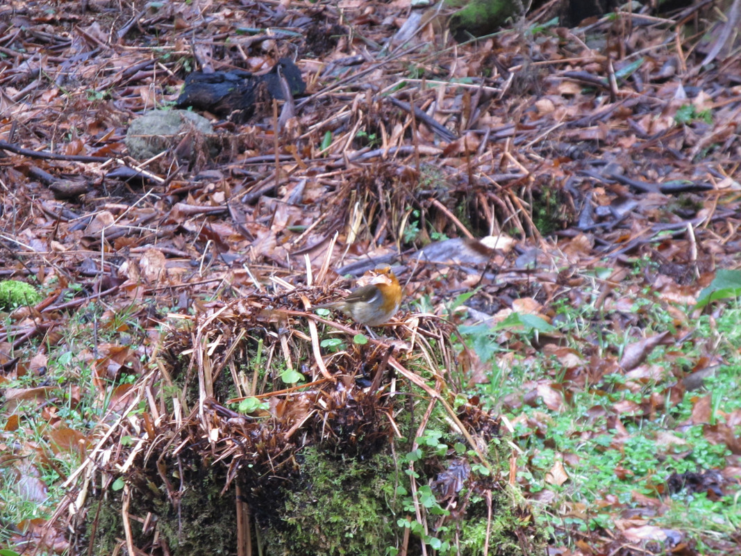 bird nesting material — Postimages