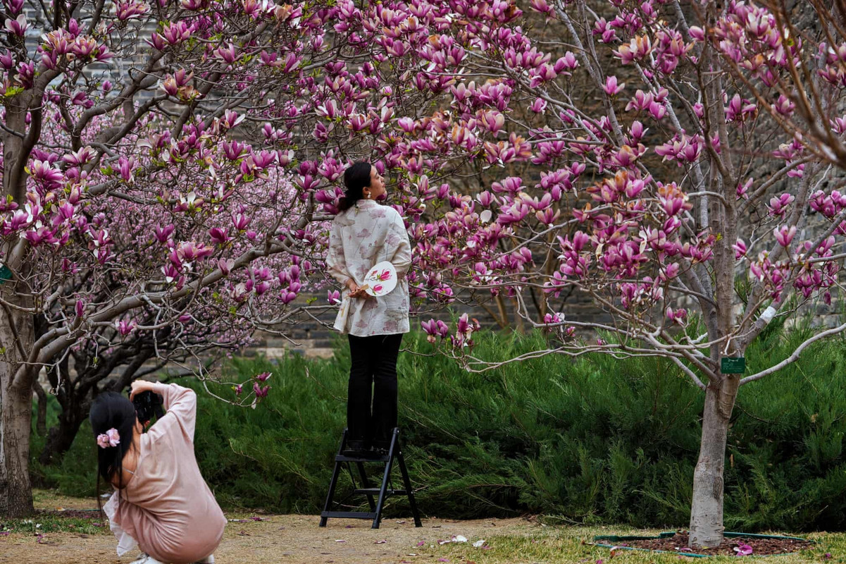 A woman stands on a stepladder to pose with spring blossom at a public park — Postimages