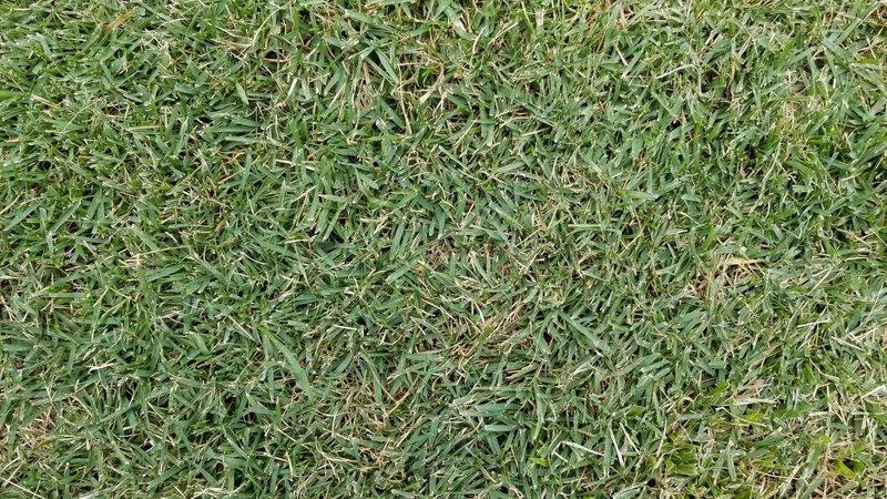 Warm Season Grass in Transition Zone - 2022 Plan | Lawn Care Forum