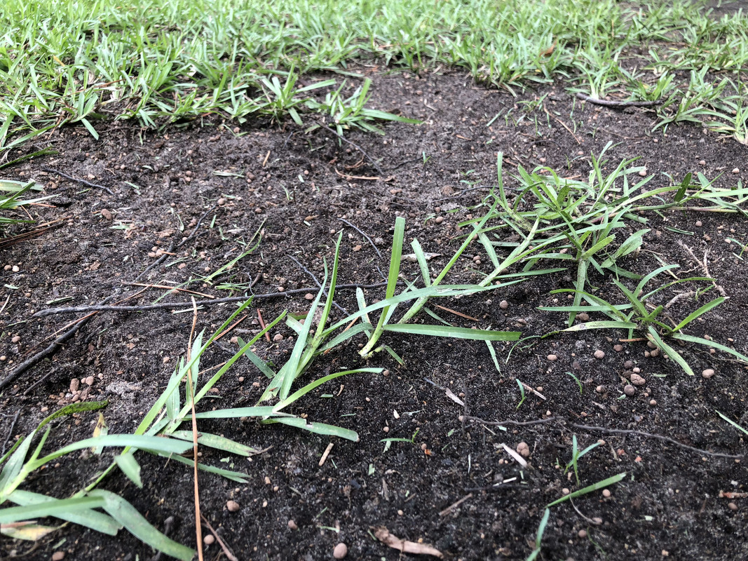 Centipede Grass Runners