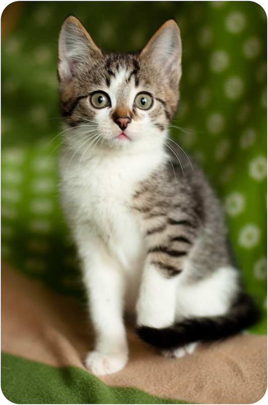 kitten 36 — Postimages