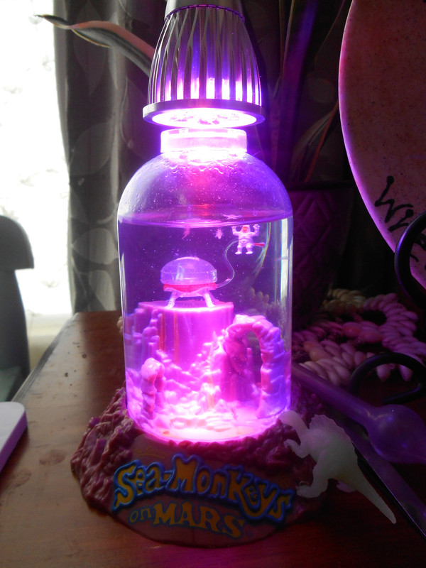 Lighting? : r/SeaMonkeys