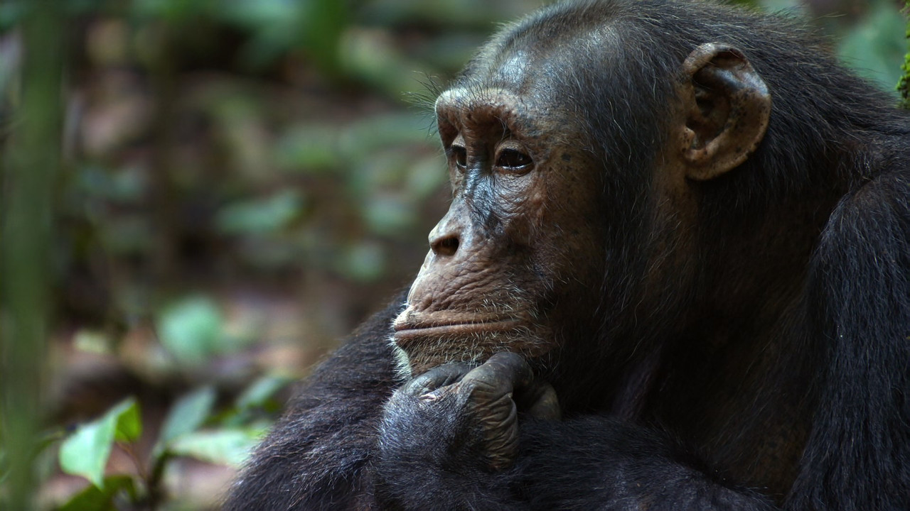 Chimpanzee (2012) (1080p Blu Ray x265 Silence) 3 — Postimages