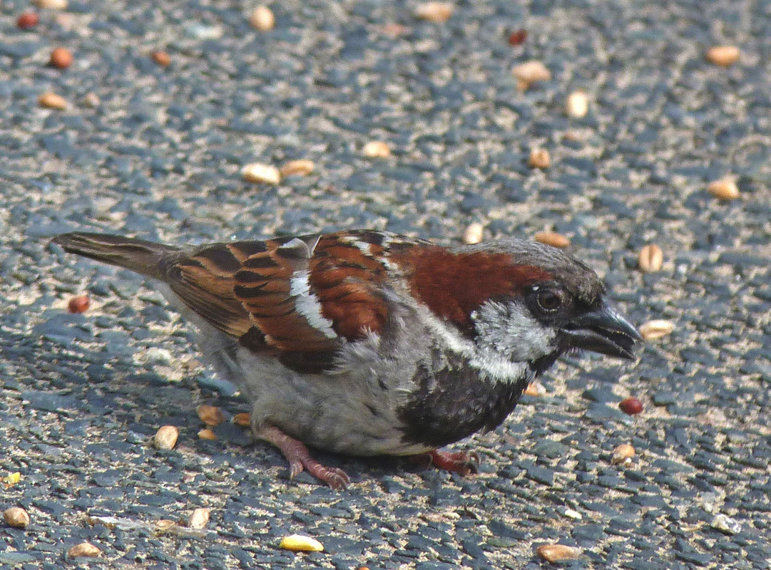 Sparrow (9)a — Postimages