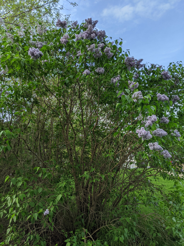 Overgrown lilac | Lawn Care Forum