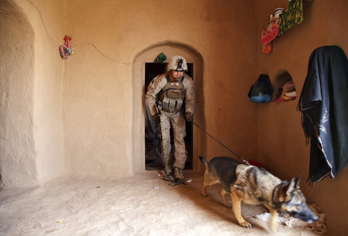 USMC K9 Marine Air Ground Task Force Crisis Response Central Co ...