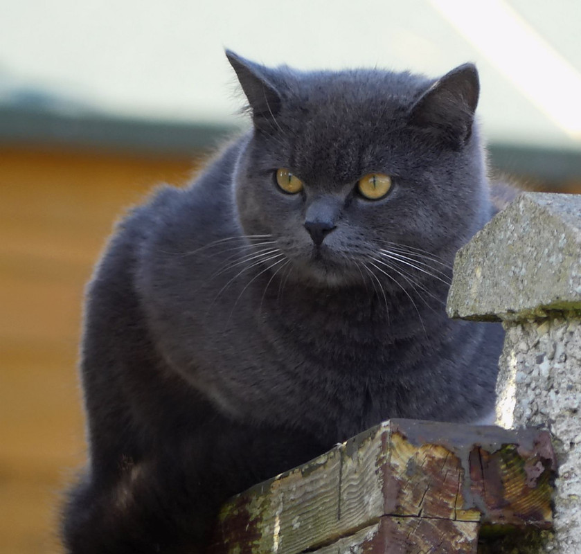 PUSSY CAT 2 080723 — Postimages