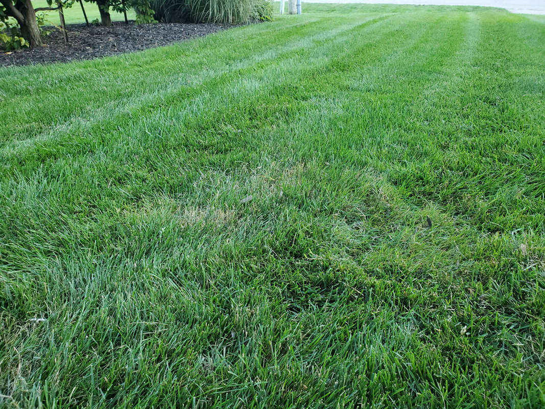 Help Identifying Grass Type Pre-Reno | Lawn Care Forum