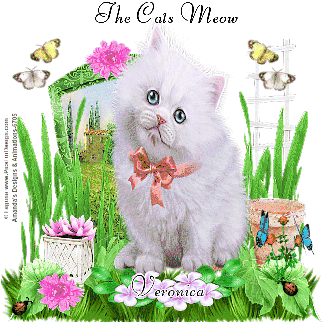 a Kitty In Garden Cats Meow Veronica vi — Postimages