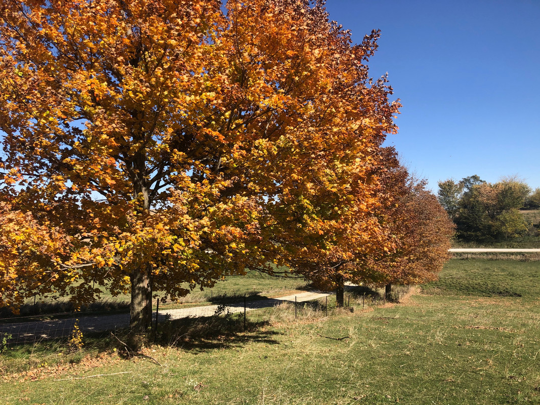 Drive tree in fall — Postimages