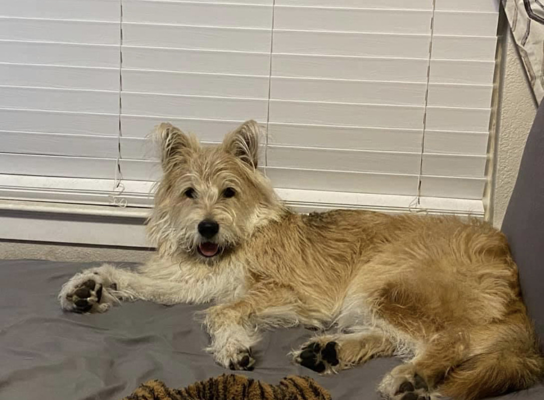 Our new Jindo Rescue : r/Jindo