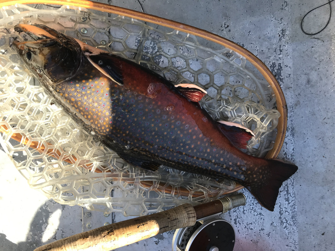 IMG 1109 fish 2 — Postimages