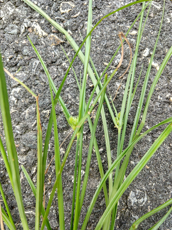 Similar to POA Triv, but Not??? | Lawn Care Forum