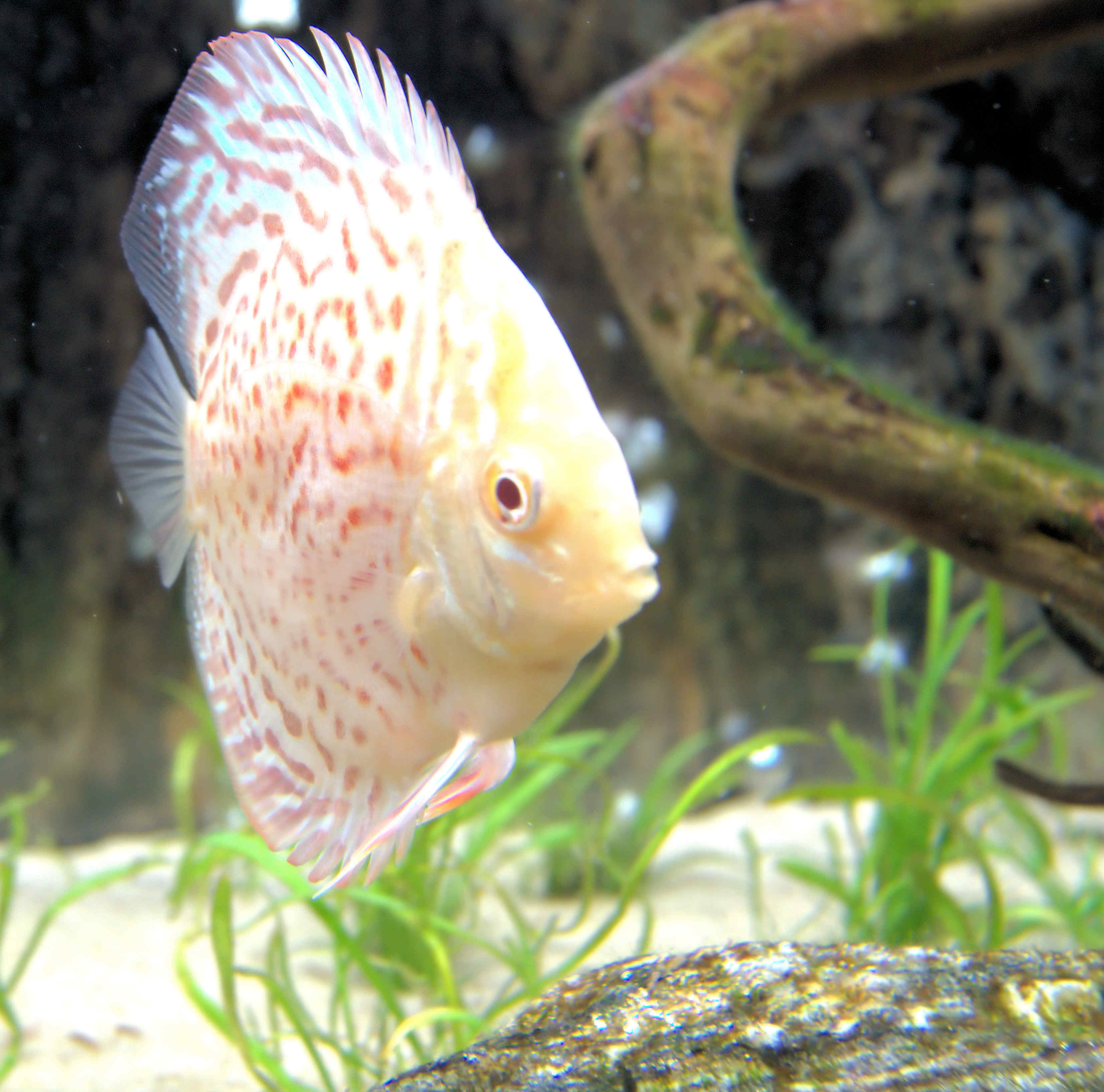 Albino snow leopard discus — Postimages