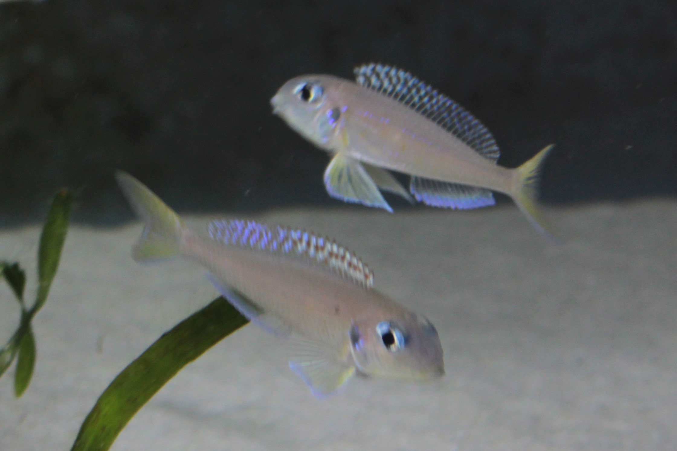 IMG 1892 — Postimages