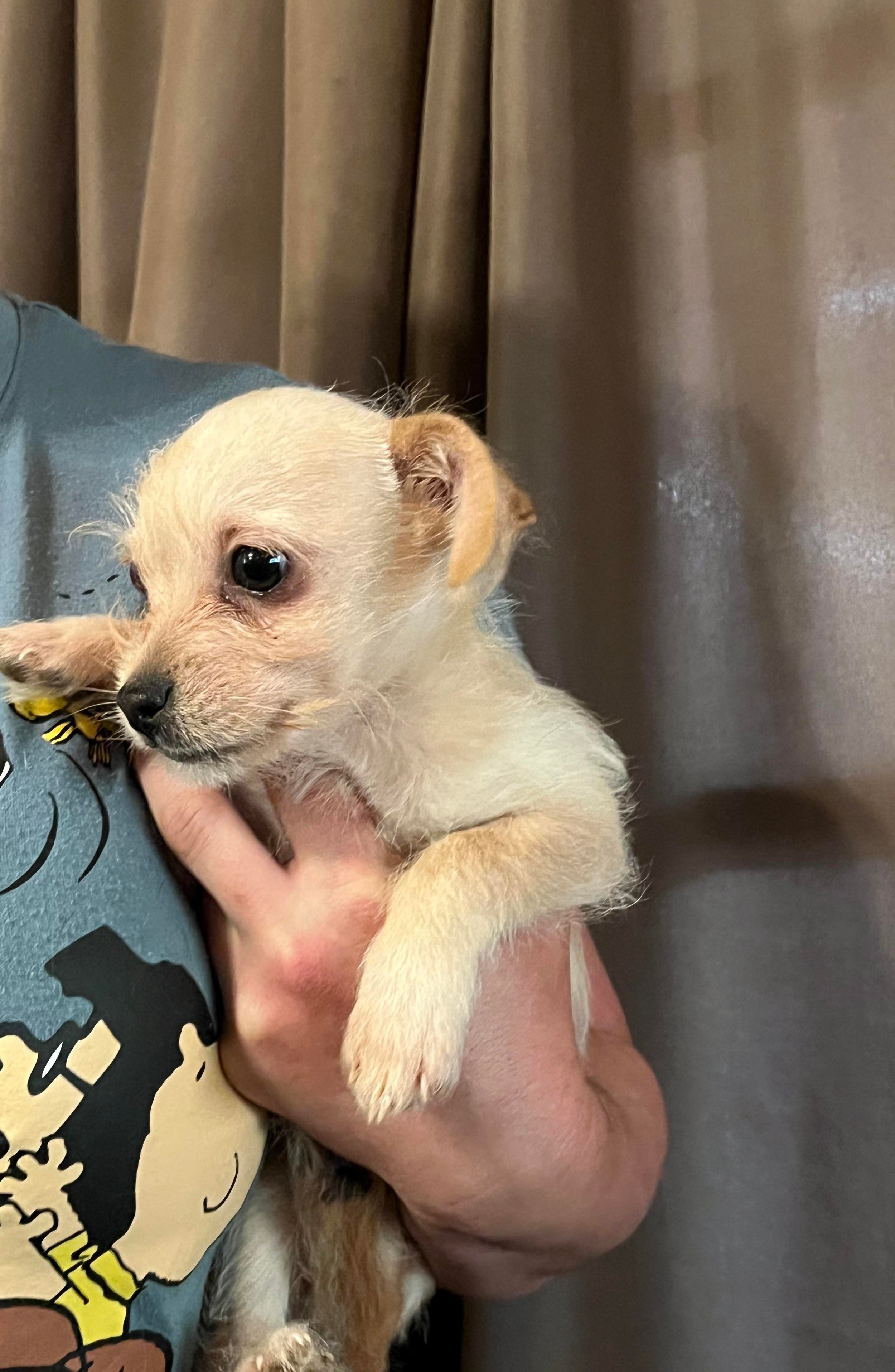 little pup — Postimages