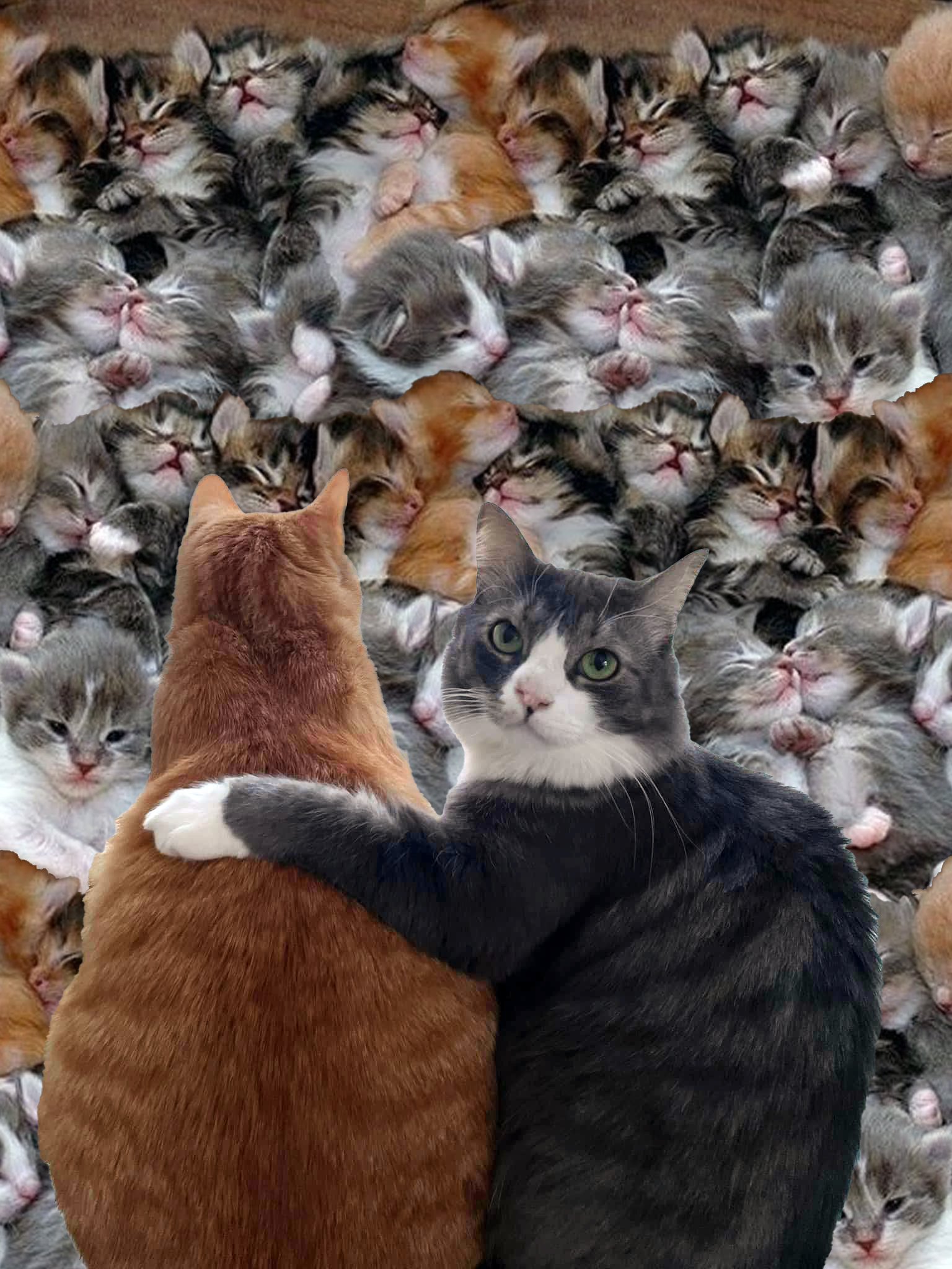 kittens — Postimages