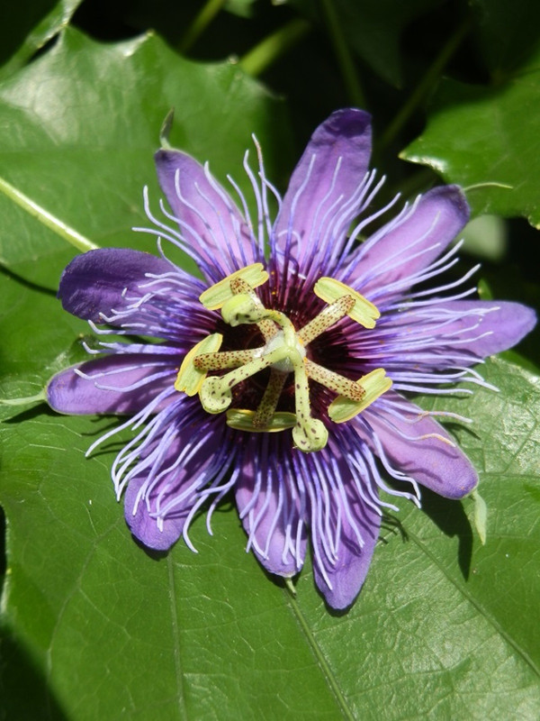 Passiflora amethystine small — Postimages